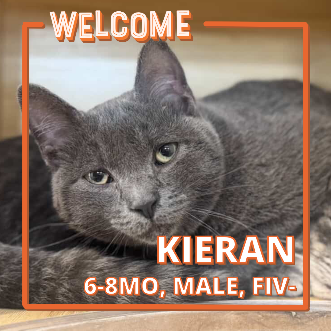 Current Cats - Mew Haven Cat Cafe